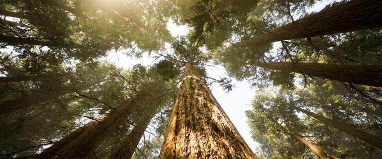 Checklist for Selling Timber - Mavin Timber