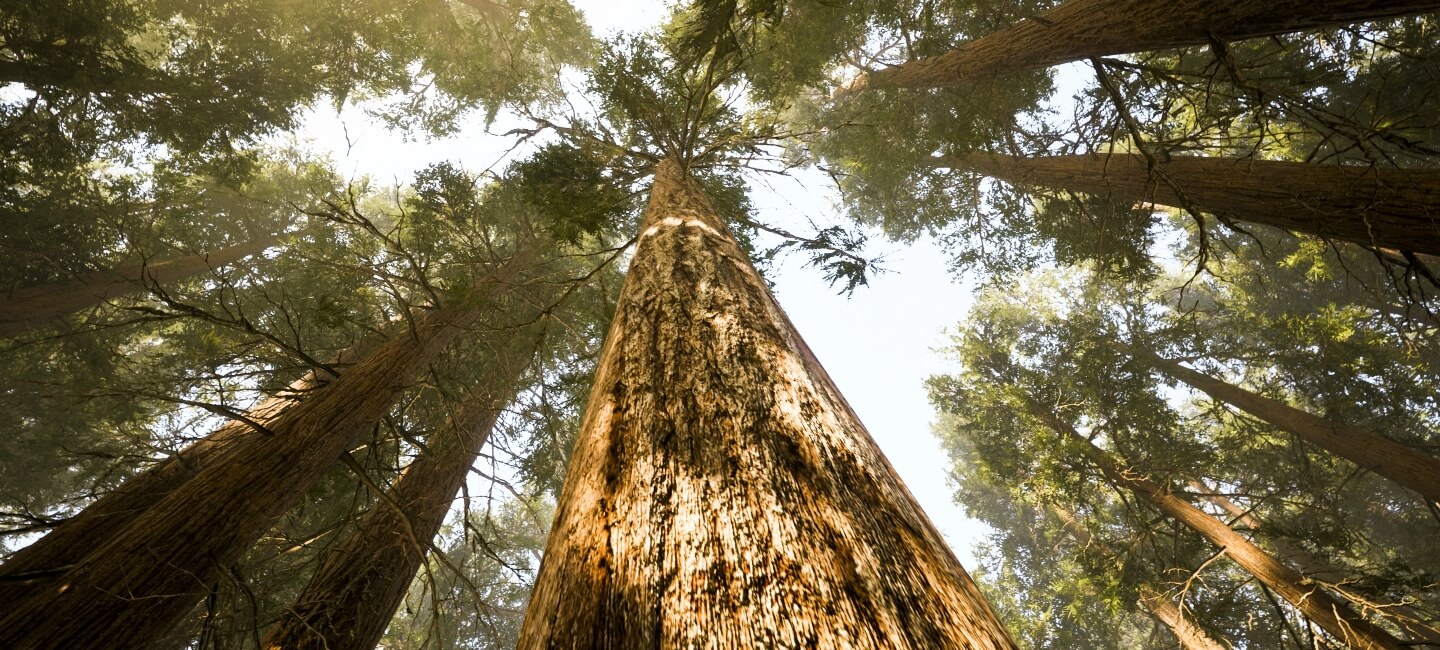 Landing Page - Mavin Timber